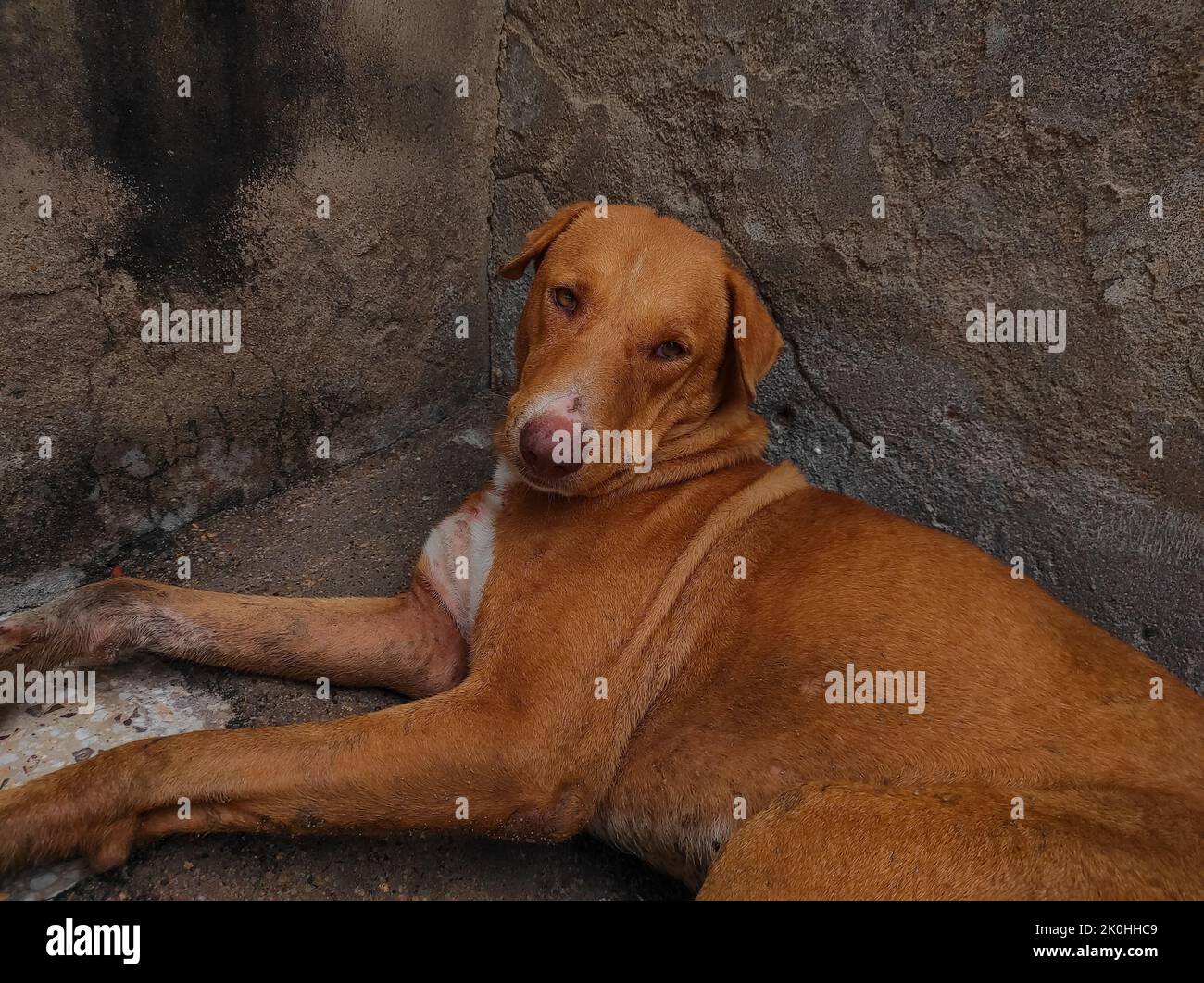 Indian Village Dog Viramgam Ahemdabad Gujarat India Stock Photo - Alamy