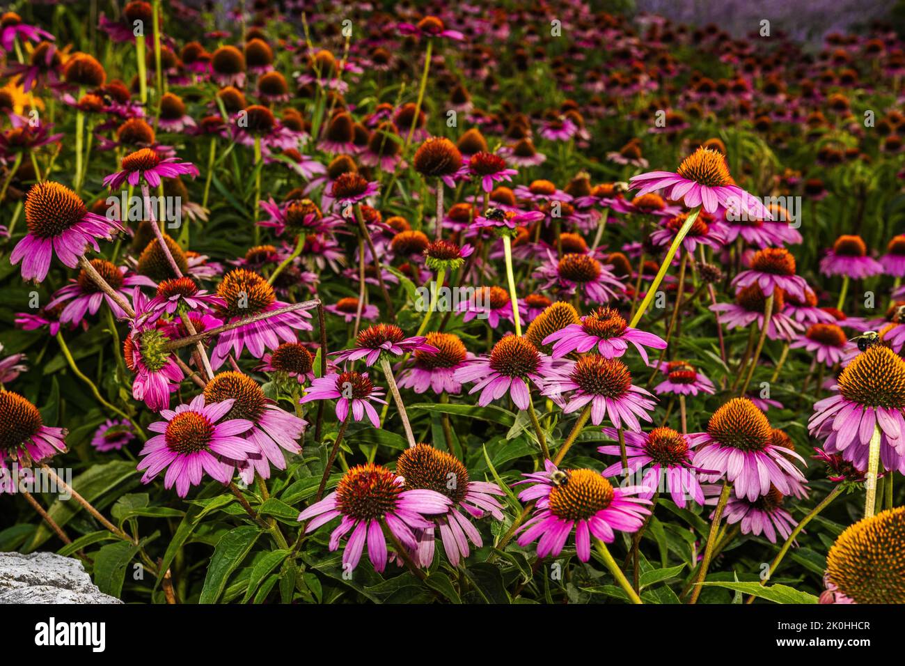 A flower field full of purple coneflowers and honey bees pollinating ...