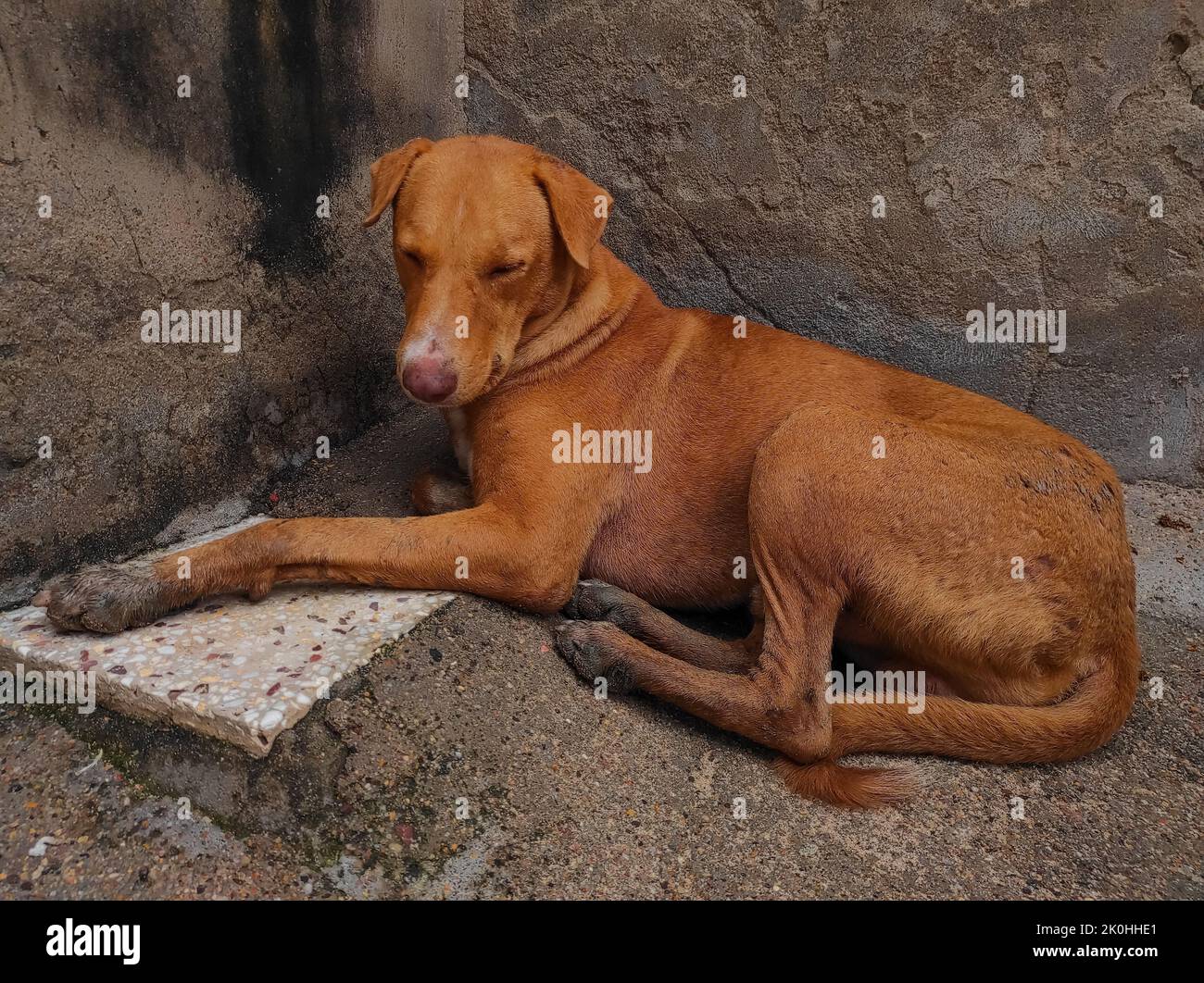 Indian Village Dog Viramgam Ahemdabad Gujarat India Stock Photo - Alamy