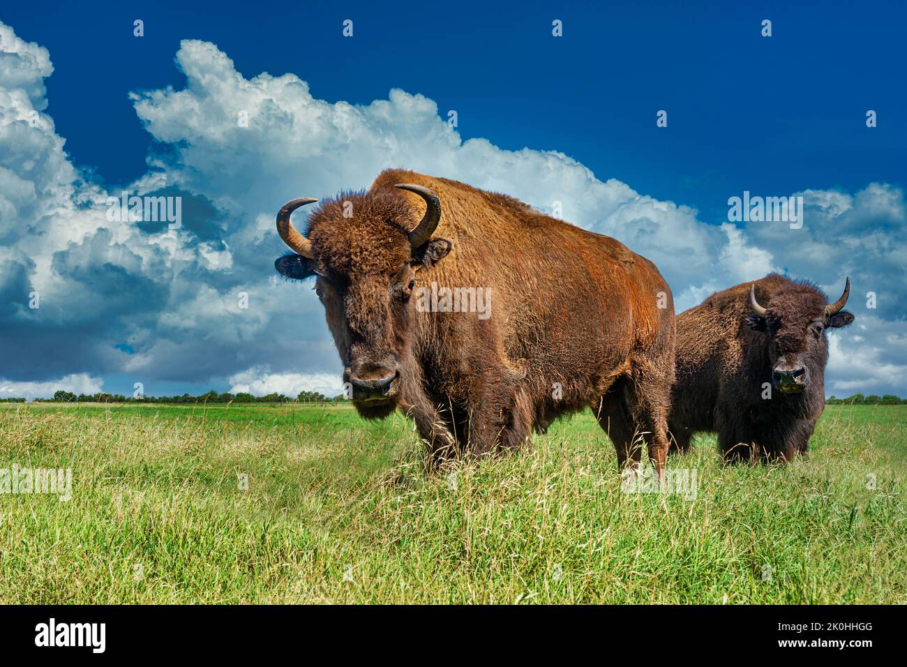 A closeup of European bisons (Bison bonasus) in a green field Stock ...