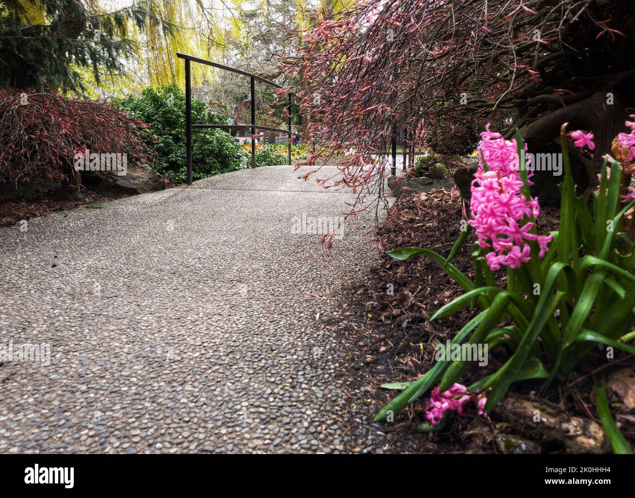 A beautiful view of a small bridge with Hyacinth flowers in a park ...