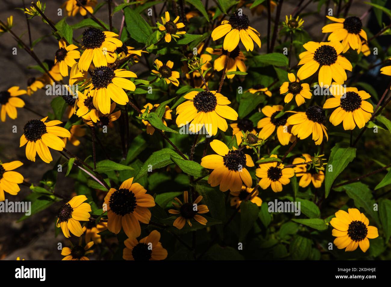 A bunch of Brown-eyed susans, Rudbeckia triloba Stock Photo - Alamy