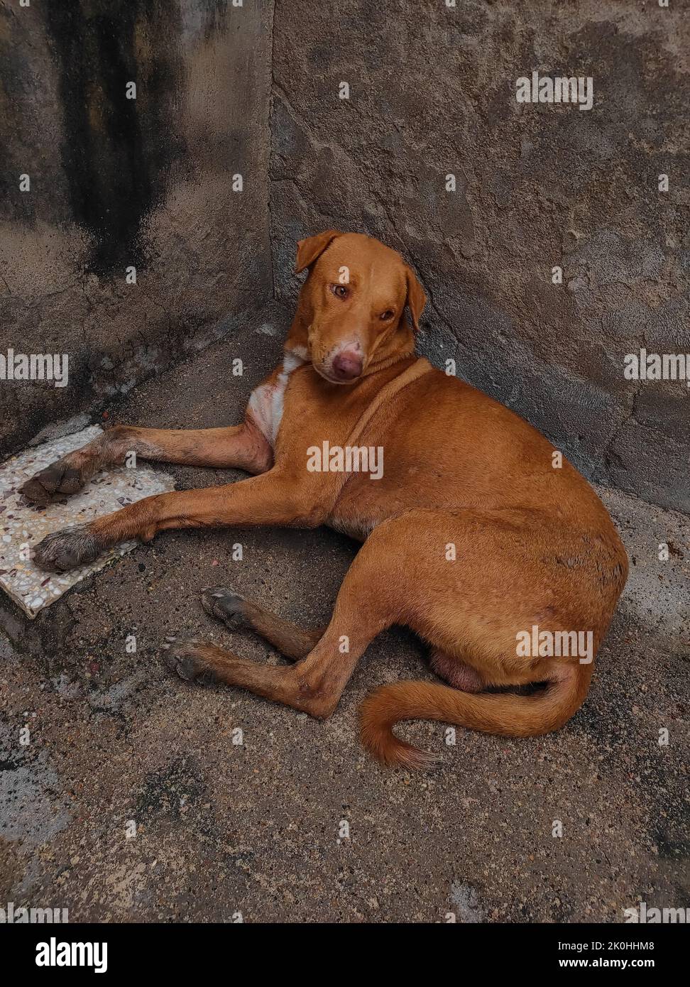 Indian Village Dog Viramgam Ahemdabad Gujarat India Stock Photo - Alamy