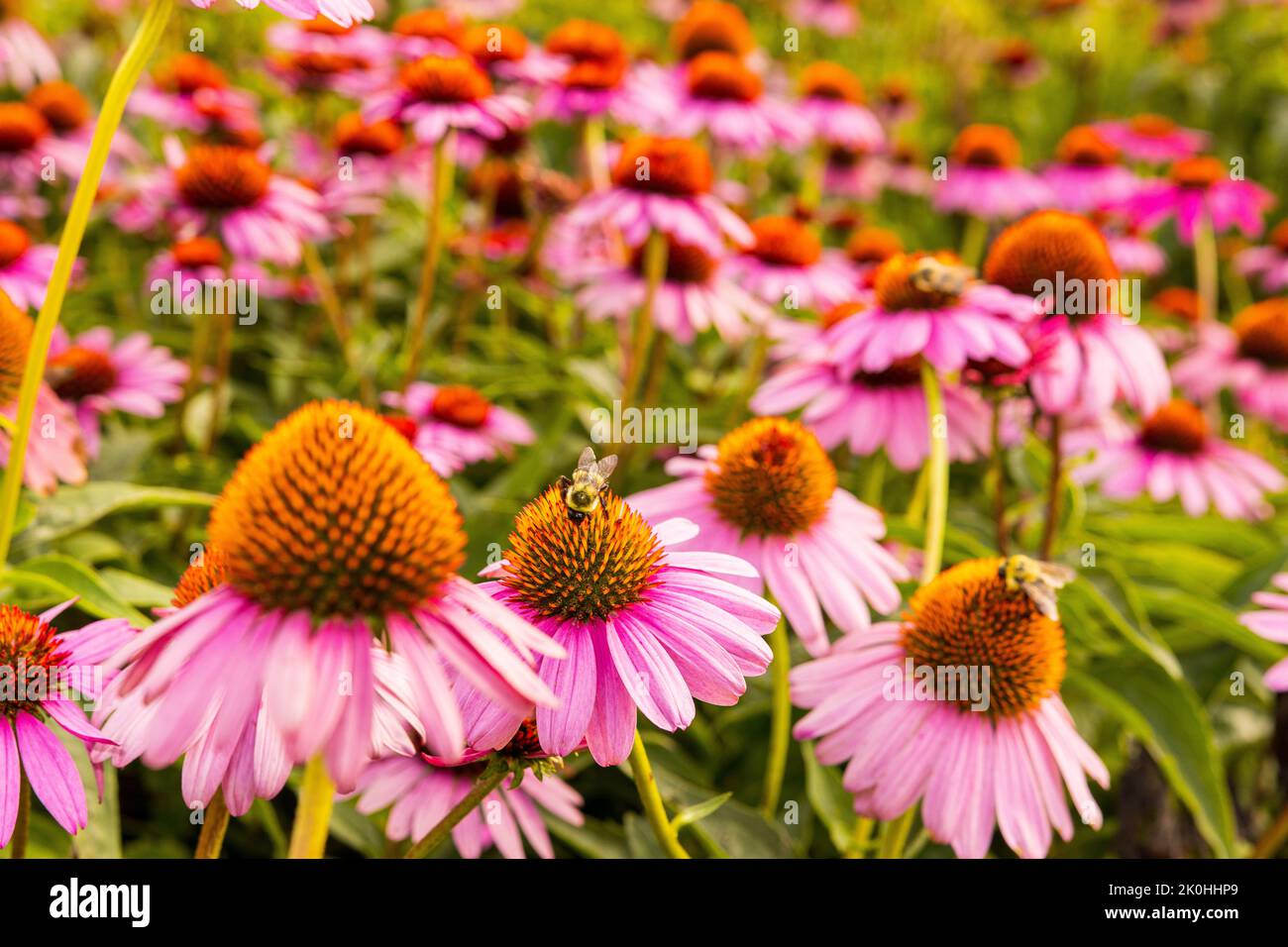 A flower field full of purple coneflowers and honey bees pollinating ...