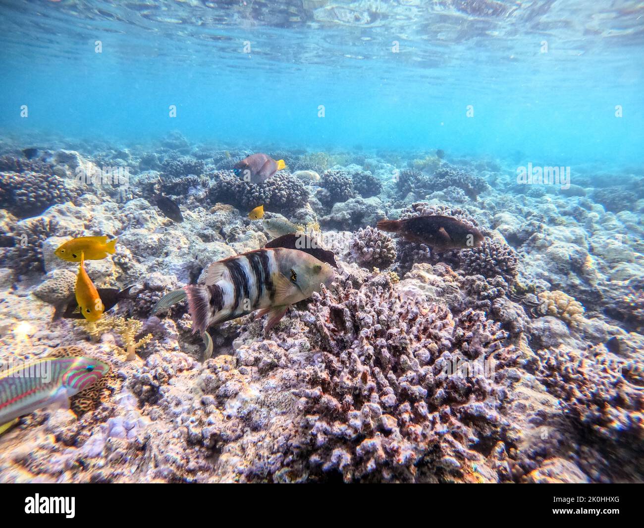 Close up view of tropical big broomtail wrasse known as Cheilinus ...