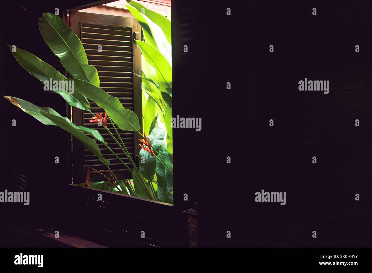 Strelitzia leaves peeking inside a french window that shows a calming ...