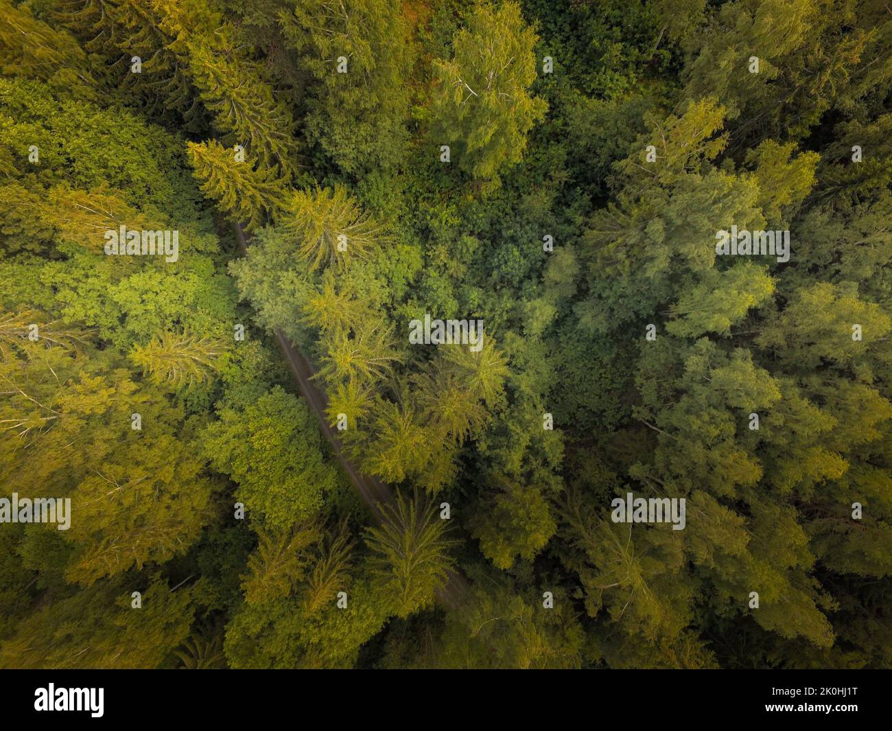 A top view of trees in a forest Stock Photo - Alamy