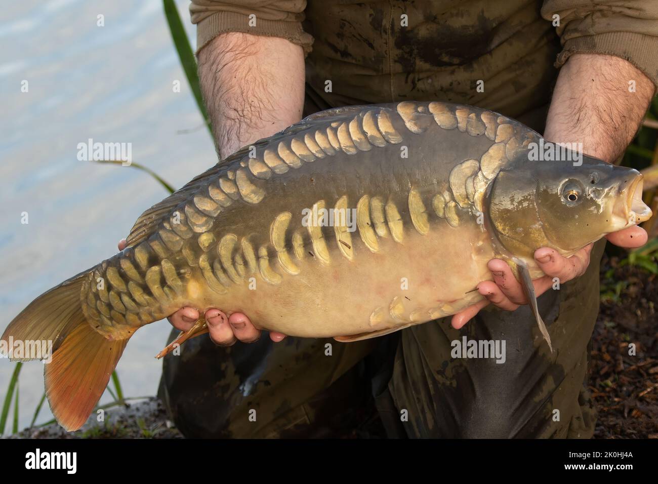 A closeup view of a common carp being held over unhooking mat by ...