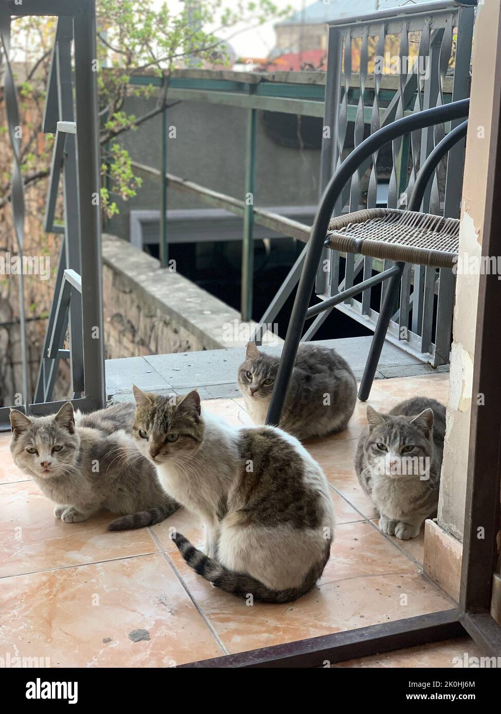 Bunch of cats hi-res stock photography and images - Alamy