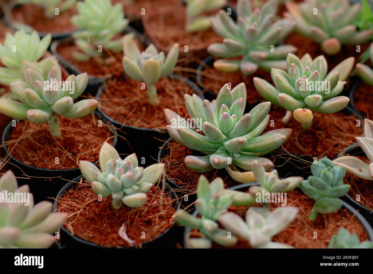 Stonecrop sedum spp hi-res stock photography and images - Alamy