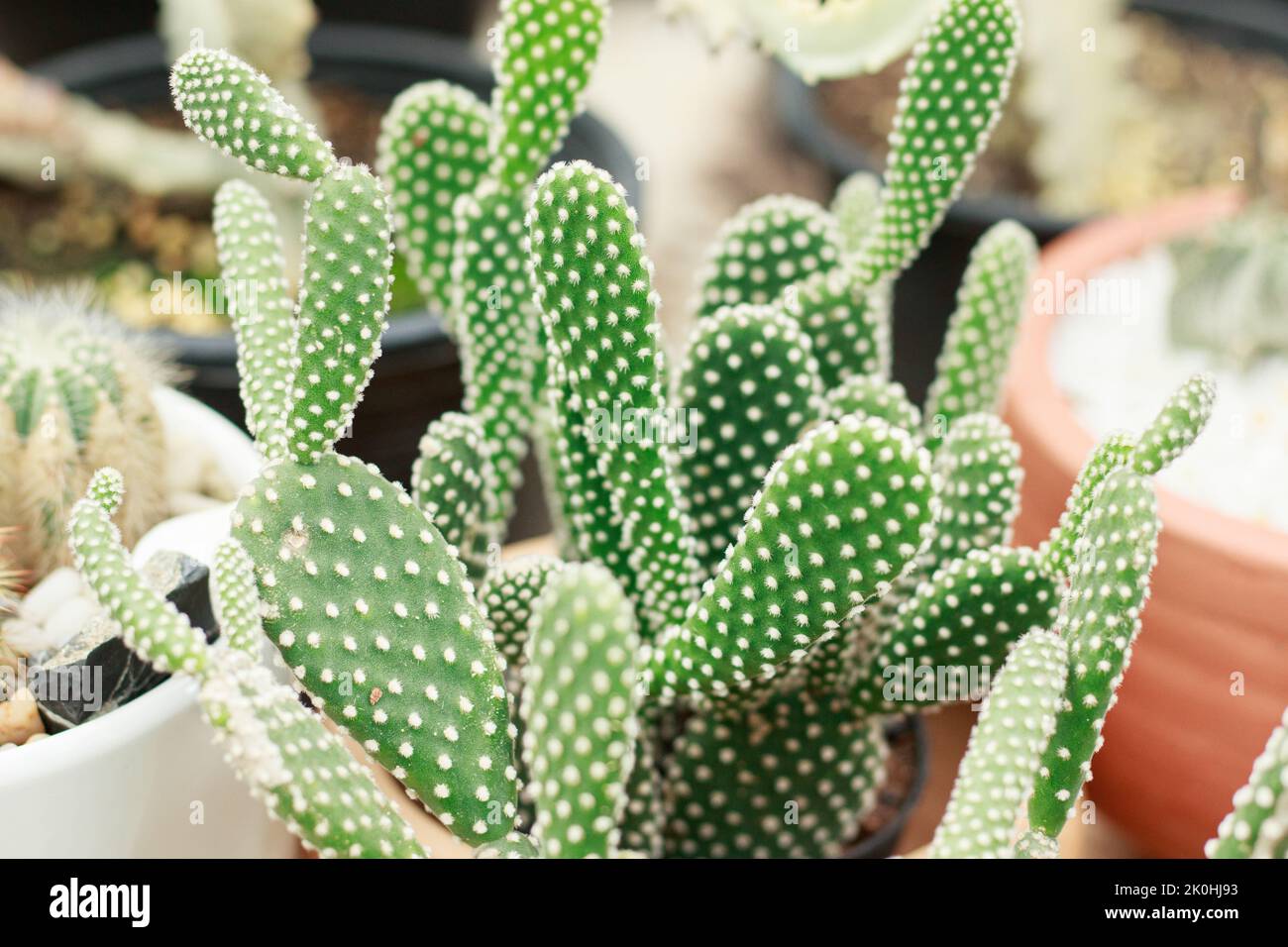 Opuntia microdasys or bunny ears cactus at a plant shop Stock Photo - Alamy