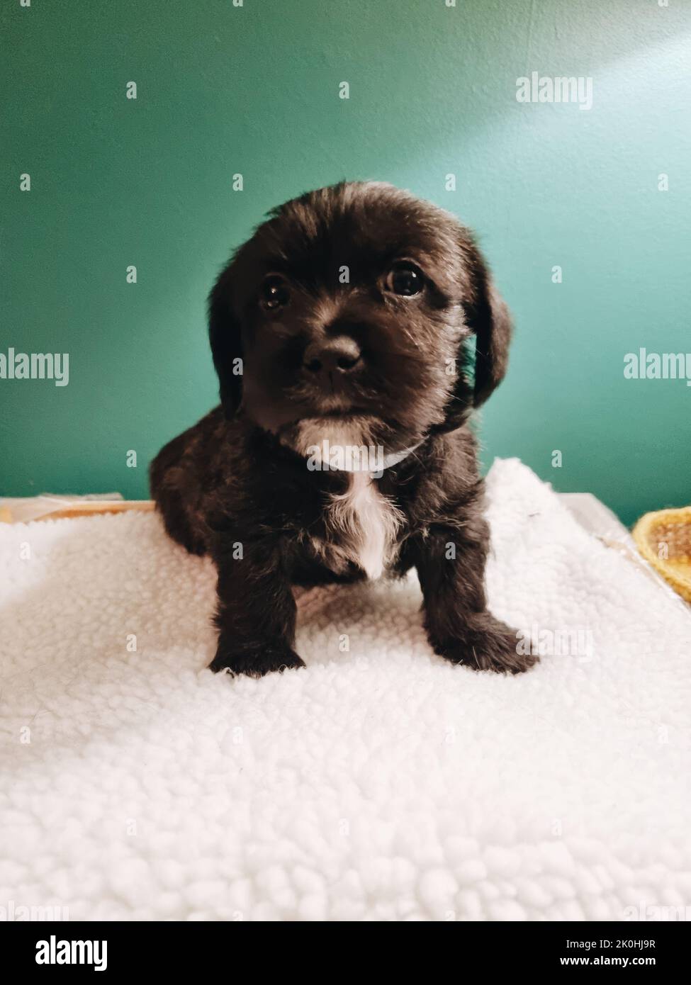 Jack a poo hi-res stock photography and images - Alamy