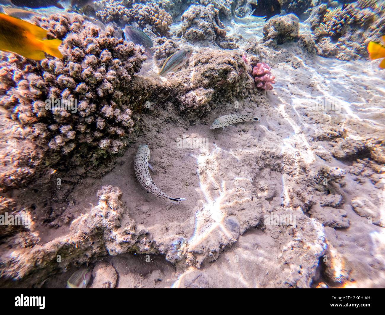 Close up view of Speckled sandperch fish known as Parapercis ...