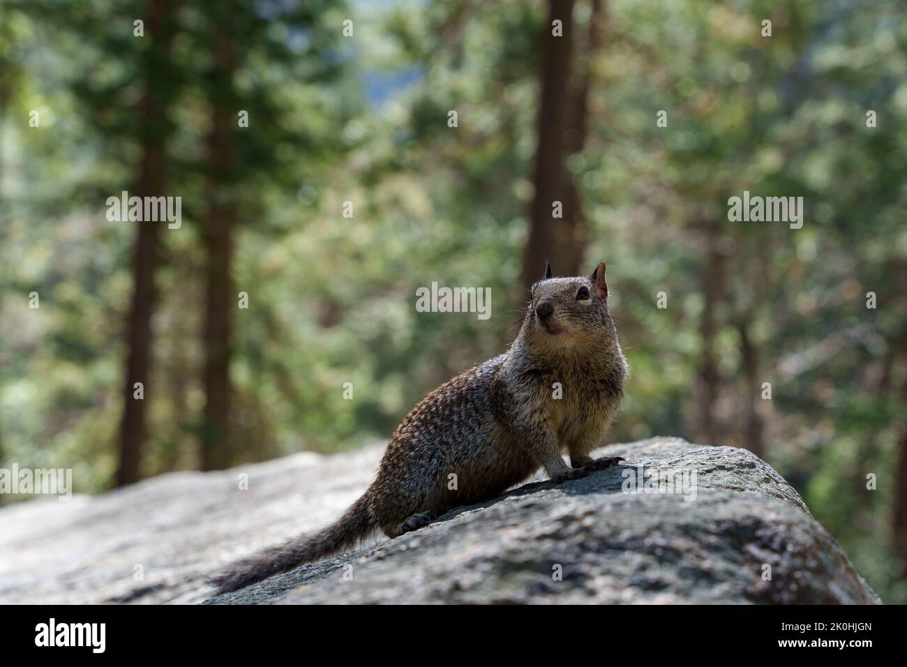 A close-up shot of a squirrel sitting on a rock in the park Stock Photo ...