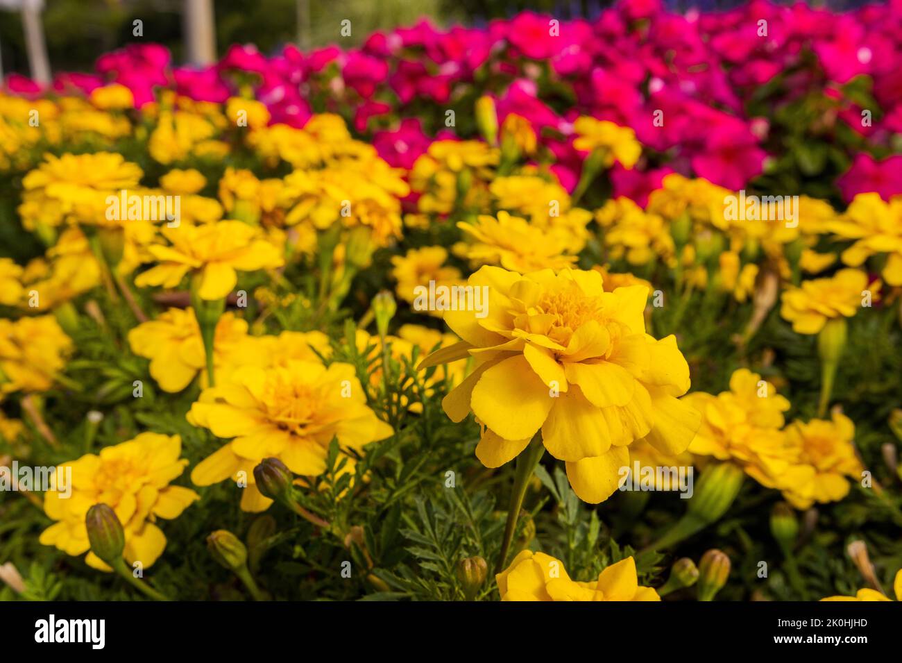 A shallow focus of yellow french marigolds, on a blurred view of pink ...