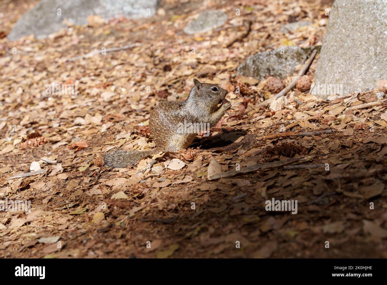 Close up shot squirrel nuts hi-res stock photography and images - Alamy