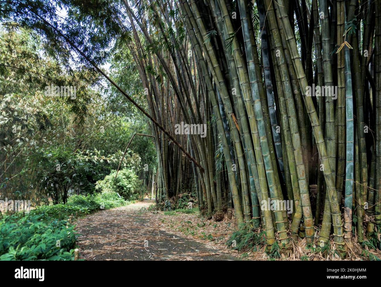 Bamboos in Bogor Botanical Garden surrounded by greenery Stock Photo ...