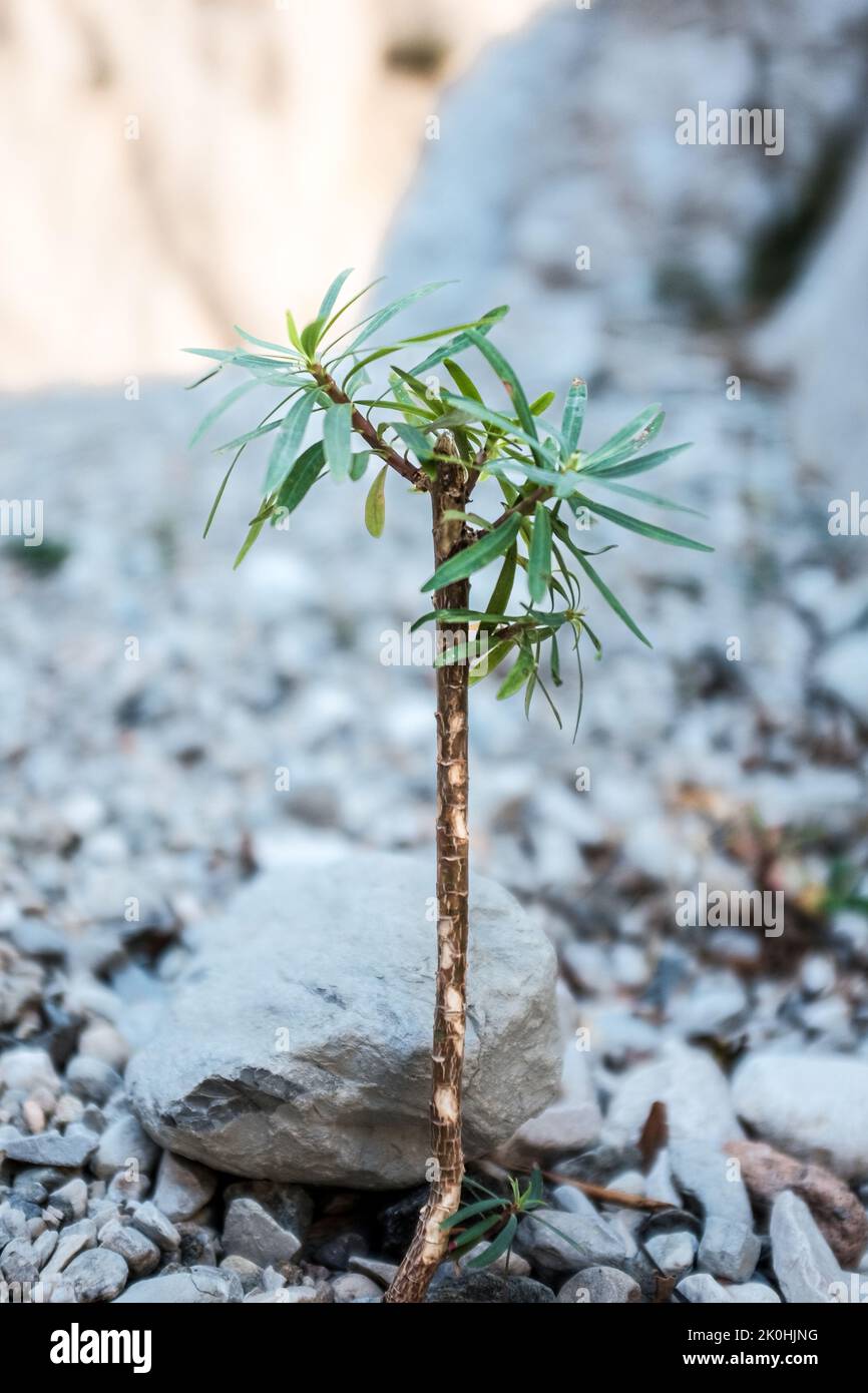 A vertical shot of a tree spurge (Euphorbia dendroides) growing outdoor ...