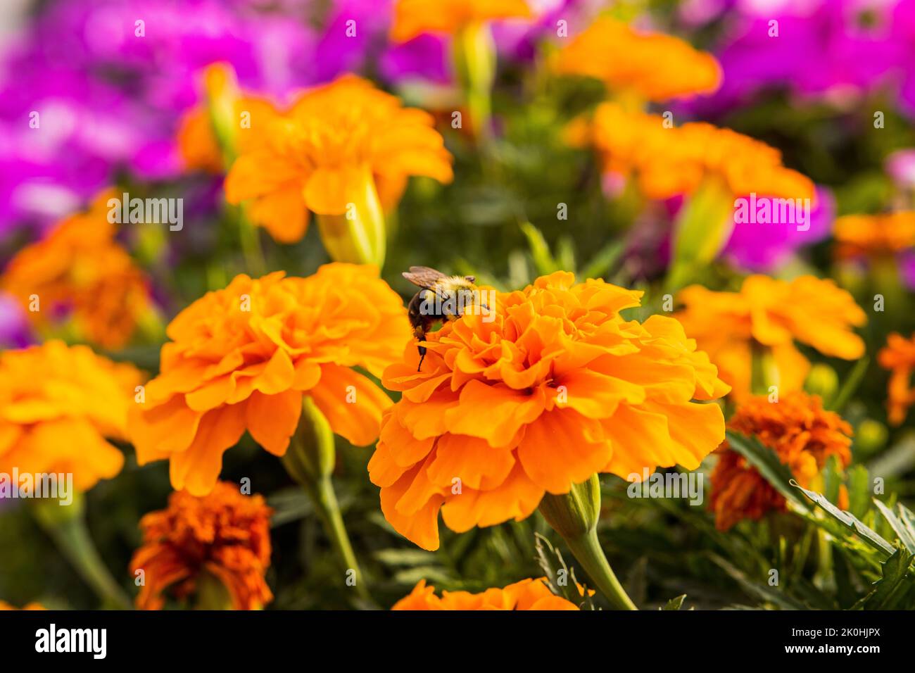 A closeup a bee pollenating orange french marigolds, on a blurred view ...