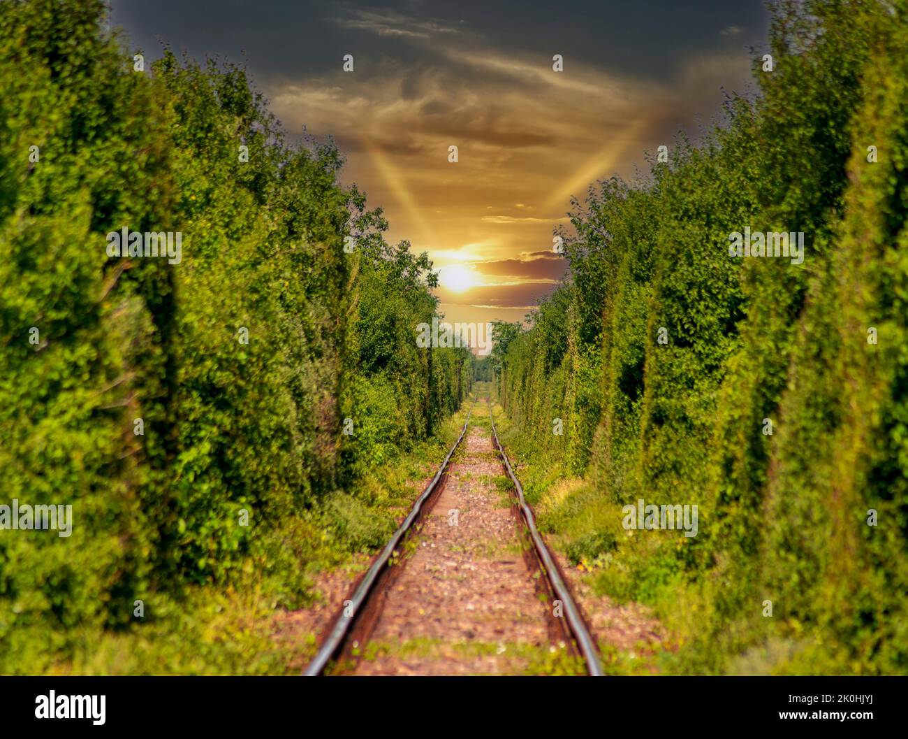 A spectacular railway with trees on both sides at sunset in Romania ...