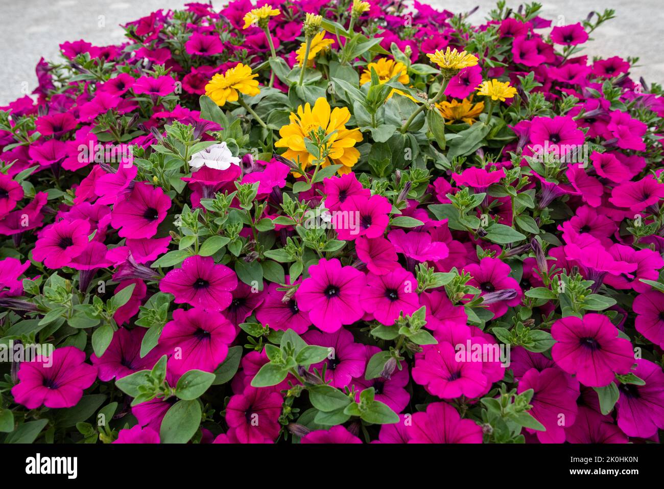 A closeup shot of blooming Petunia flowers Stock Photo - Alamy