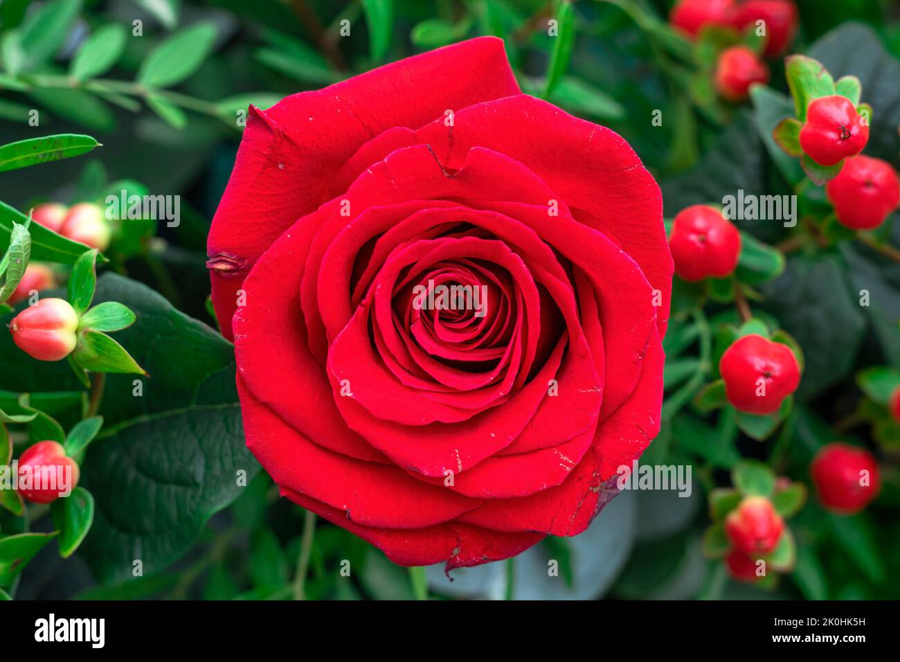 A top shot of an open red rose with buds and leaves background Stock ...