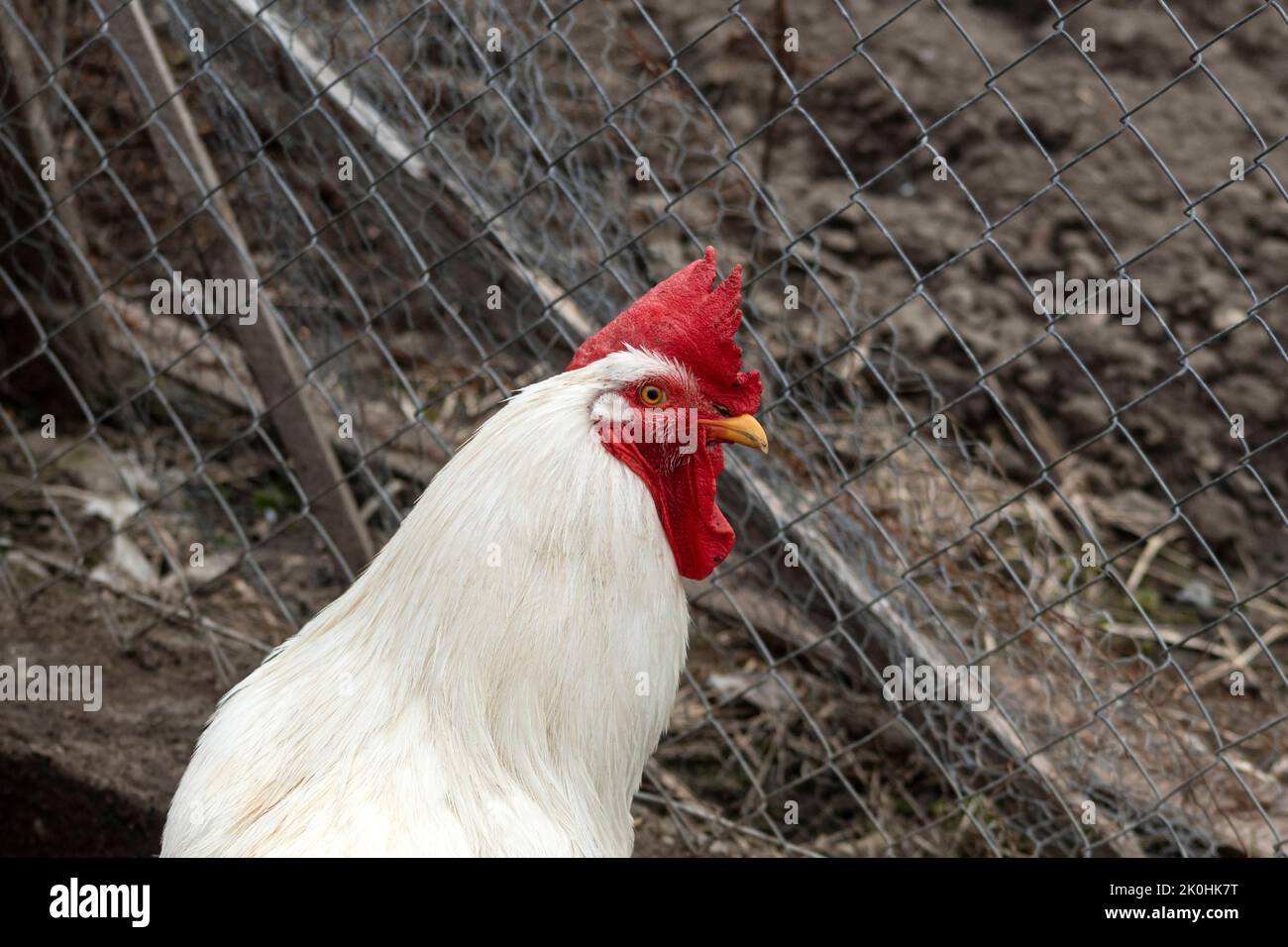 Metallic rooster hi-res stock photography and images - Alamy