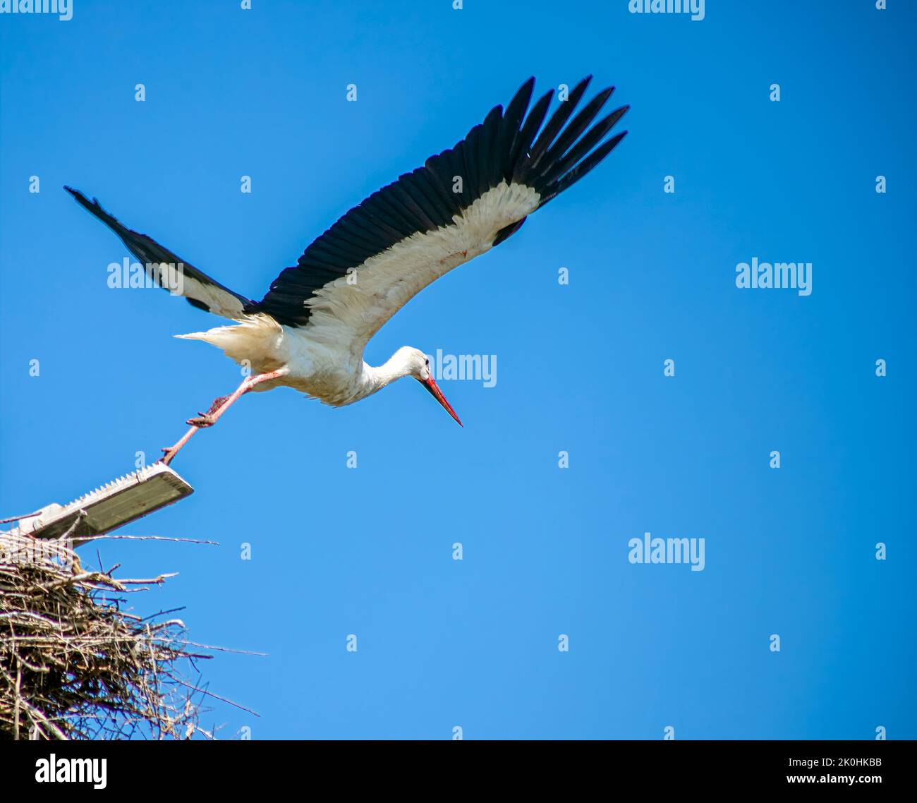 An under shot of a stork on a pole taking flight with blue sky ...