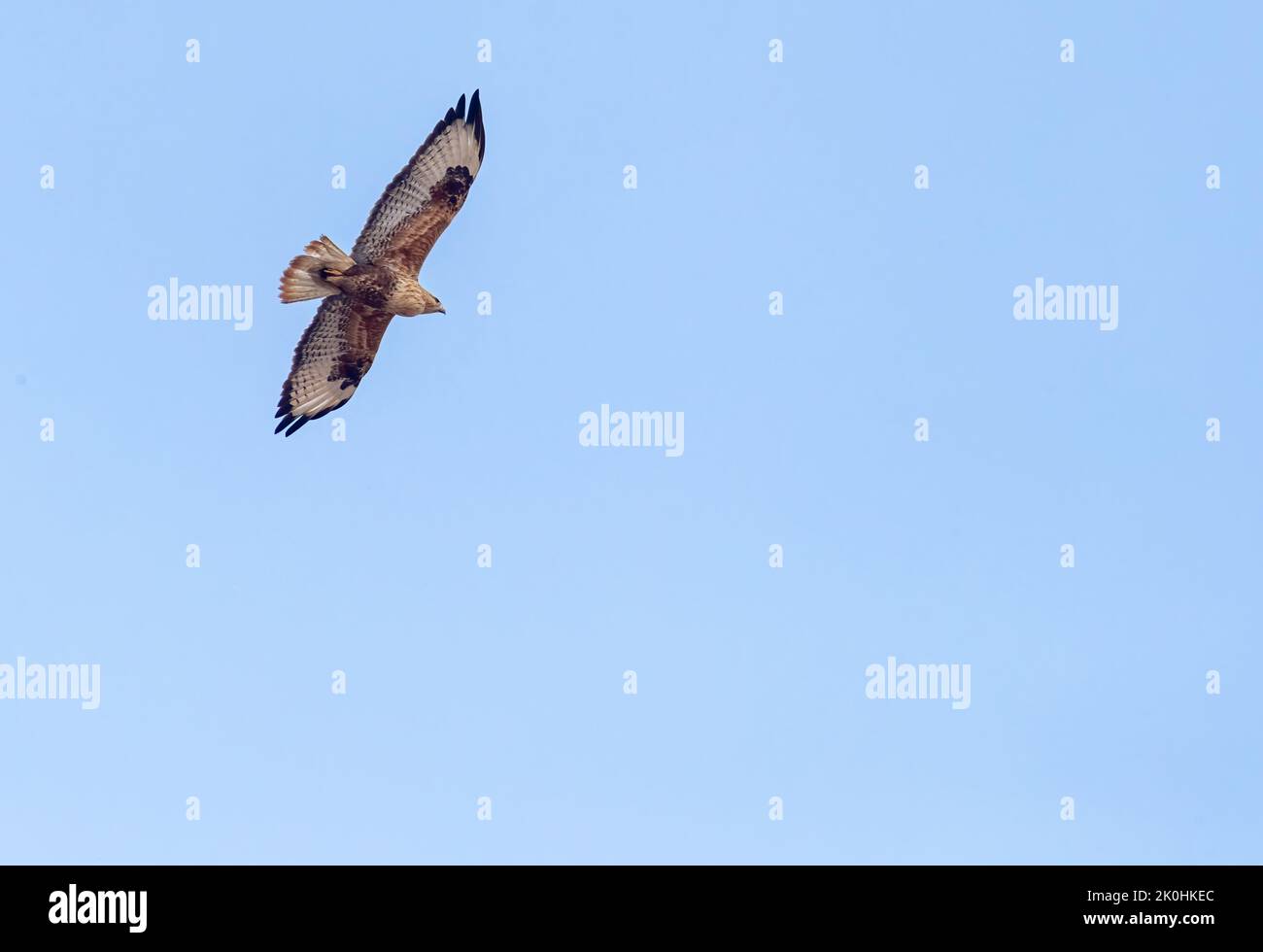 Long leg buzzard hi-res stock photography and images - Alamy