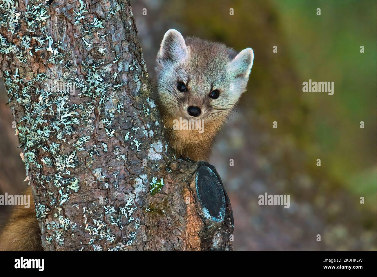 Newfoundland pine marten hi-res stock photography and images - Alamy