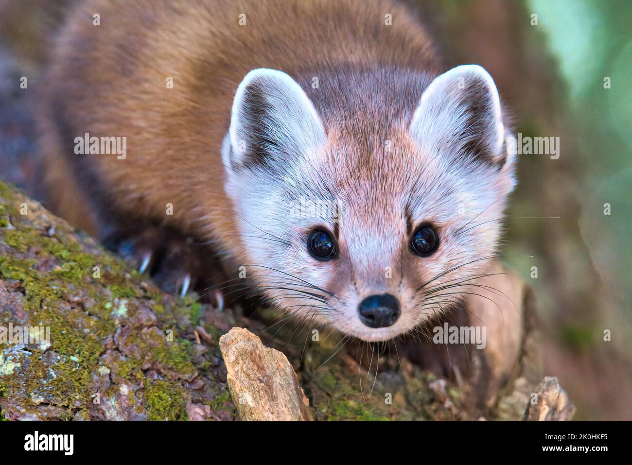 Newfoundland pine marten hi-res stock photography and images - Alamy