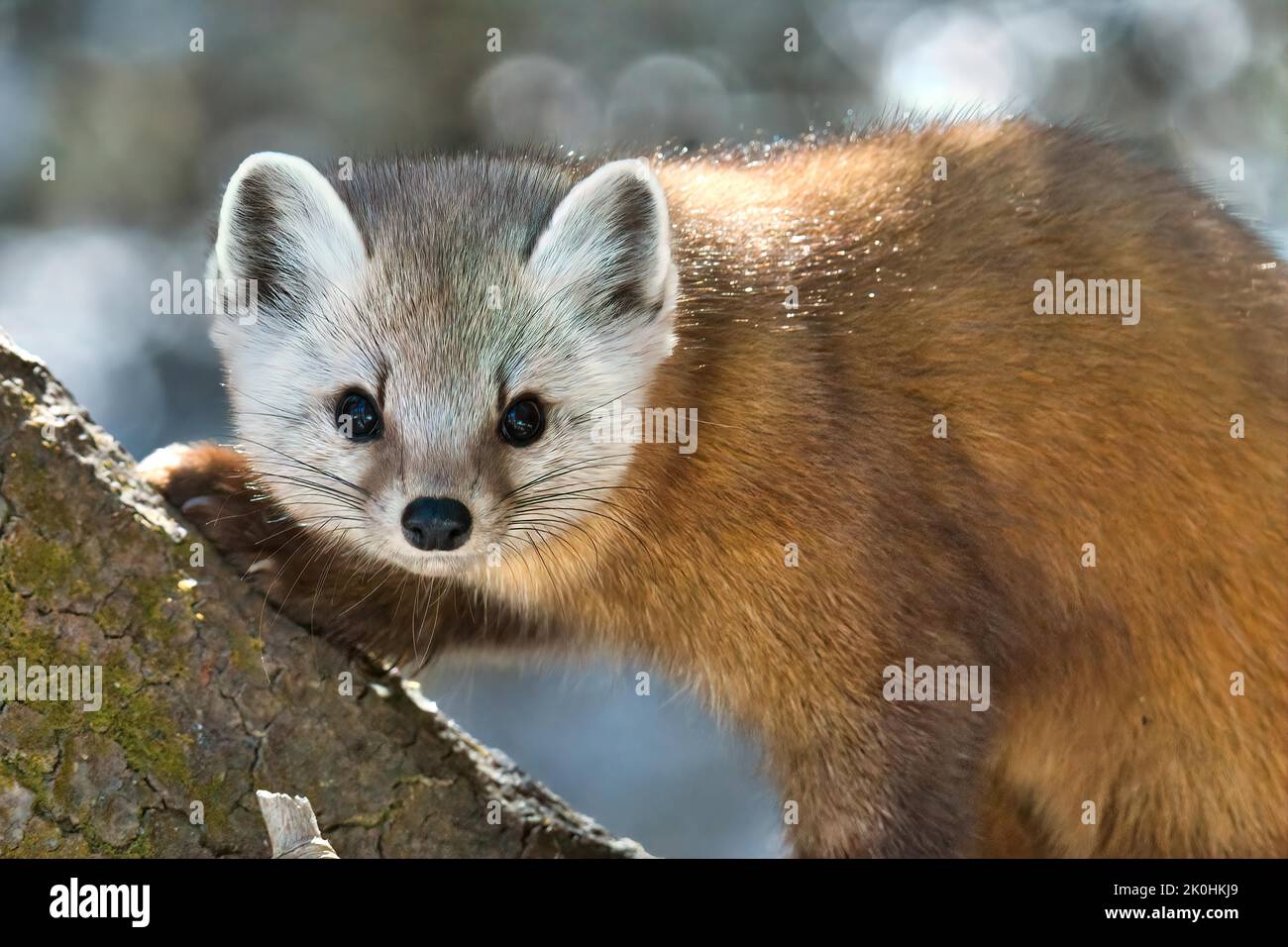 Newfoundland pine marten hi-res stock photography and images - Alamy