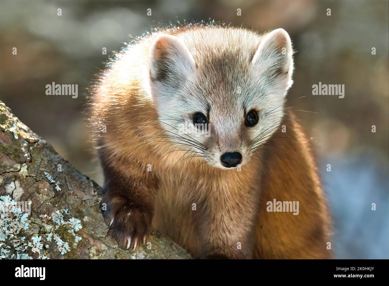 Newfoundland pine marten hi-res stock photography and images - Alamy