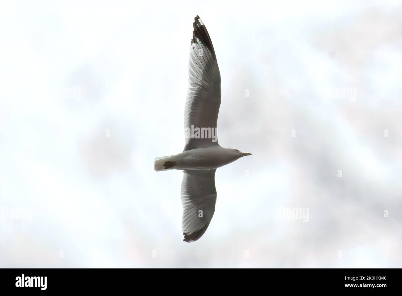 A flying seagull under a white sky Stock Photo - Alamy