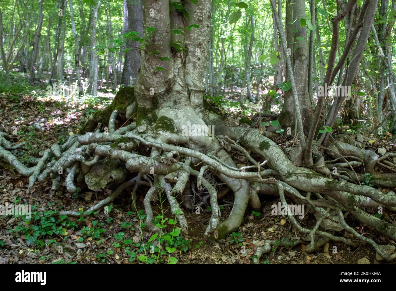 A white tree with deep and strong roots in the woods Stock Photo - Alamy