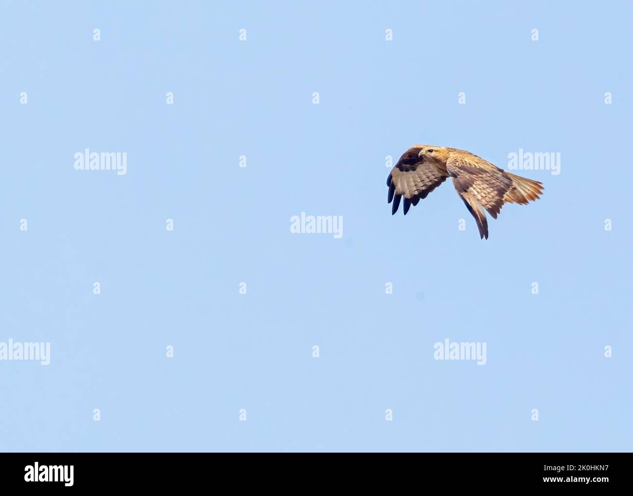 Long leg buzzard hi-res stock photography and images - Alamy