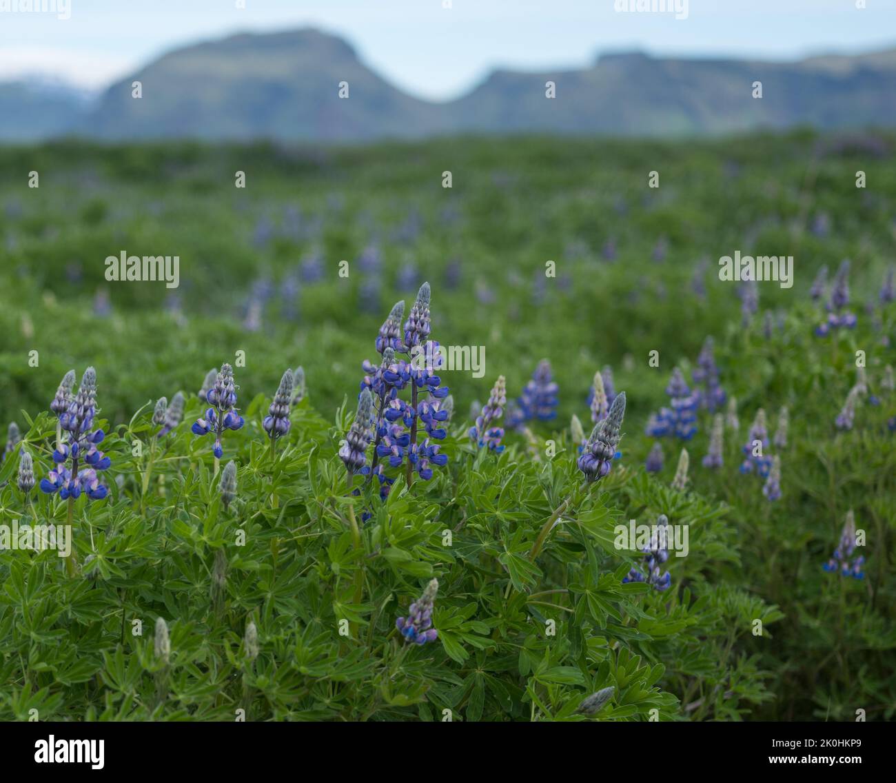 A closeup of beautiful Lupinus nootkatensis plants in a garden Stock ...