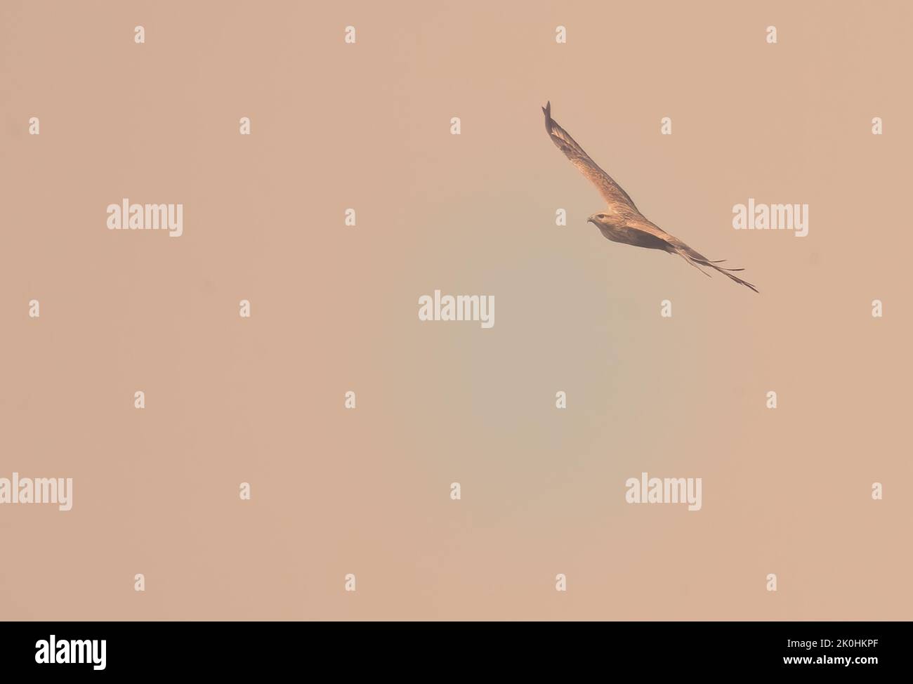A long-leg Buzzard flying against a pink sky background Stock Photo - Alamy
