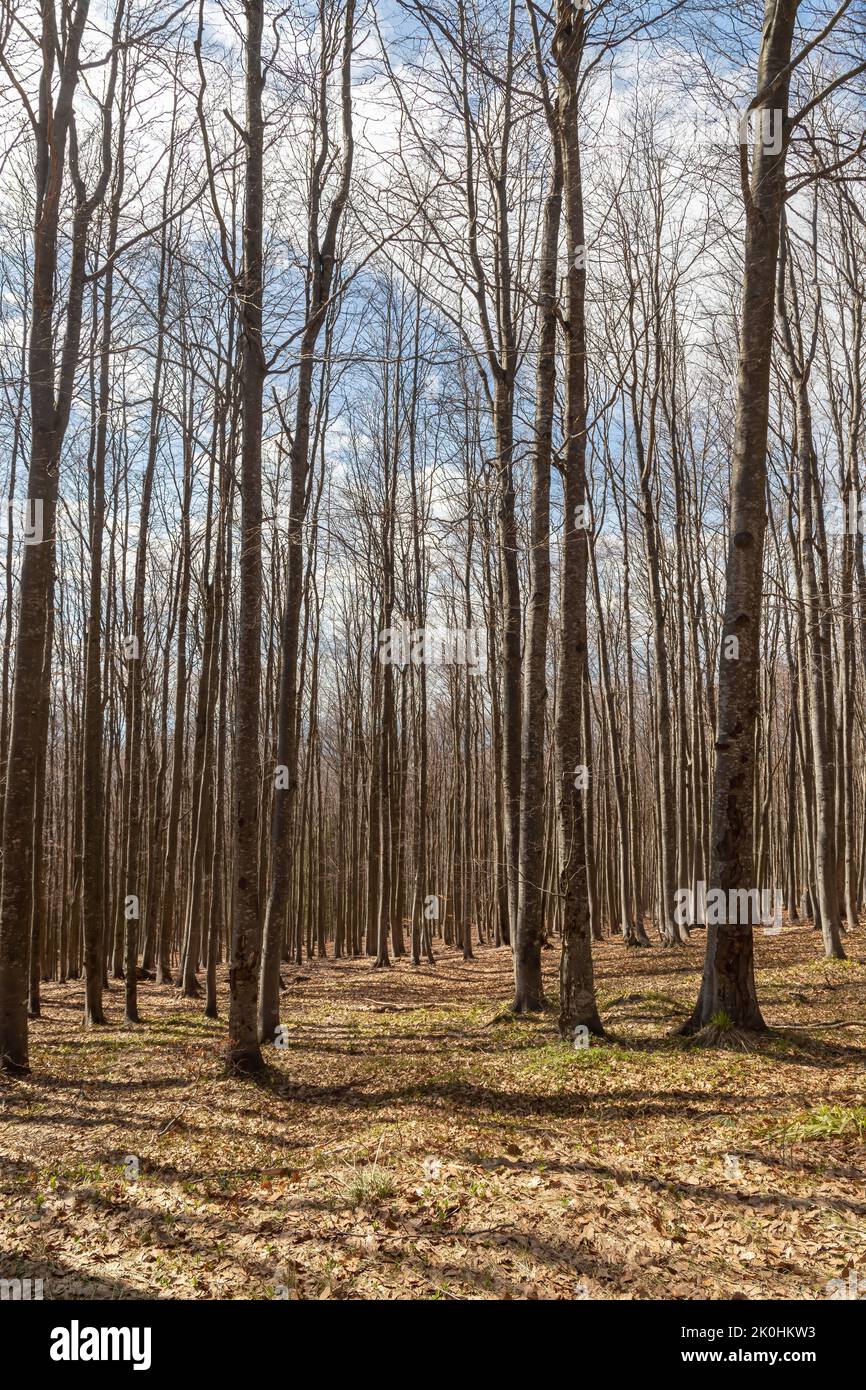 A beautiful view of tall trees in a forest at sunrise Stock Photo - Alamy