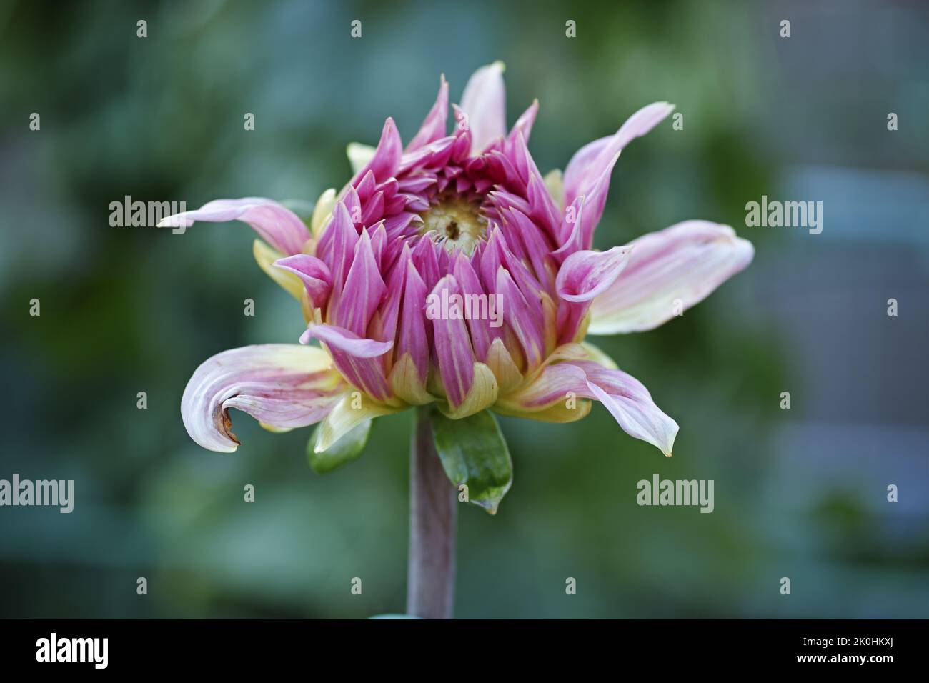 A closeup shot of dahlia bud blooming in a garden Stock Photo - Alamy