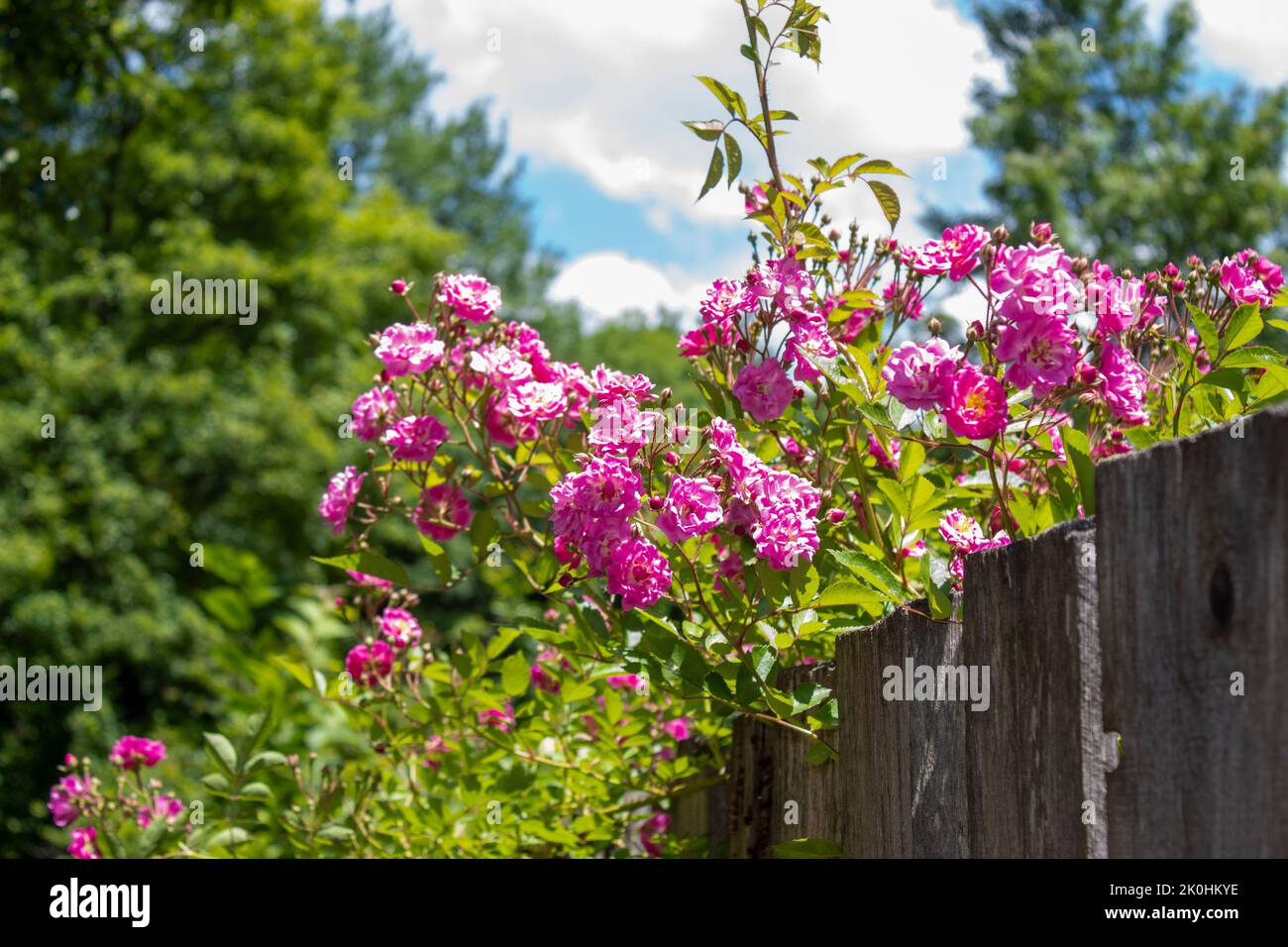 A view of beautiful flowers growing in a garden on a sunny day Stock ...