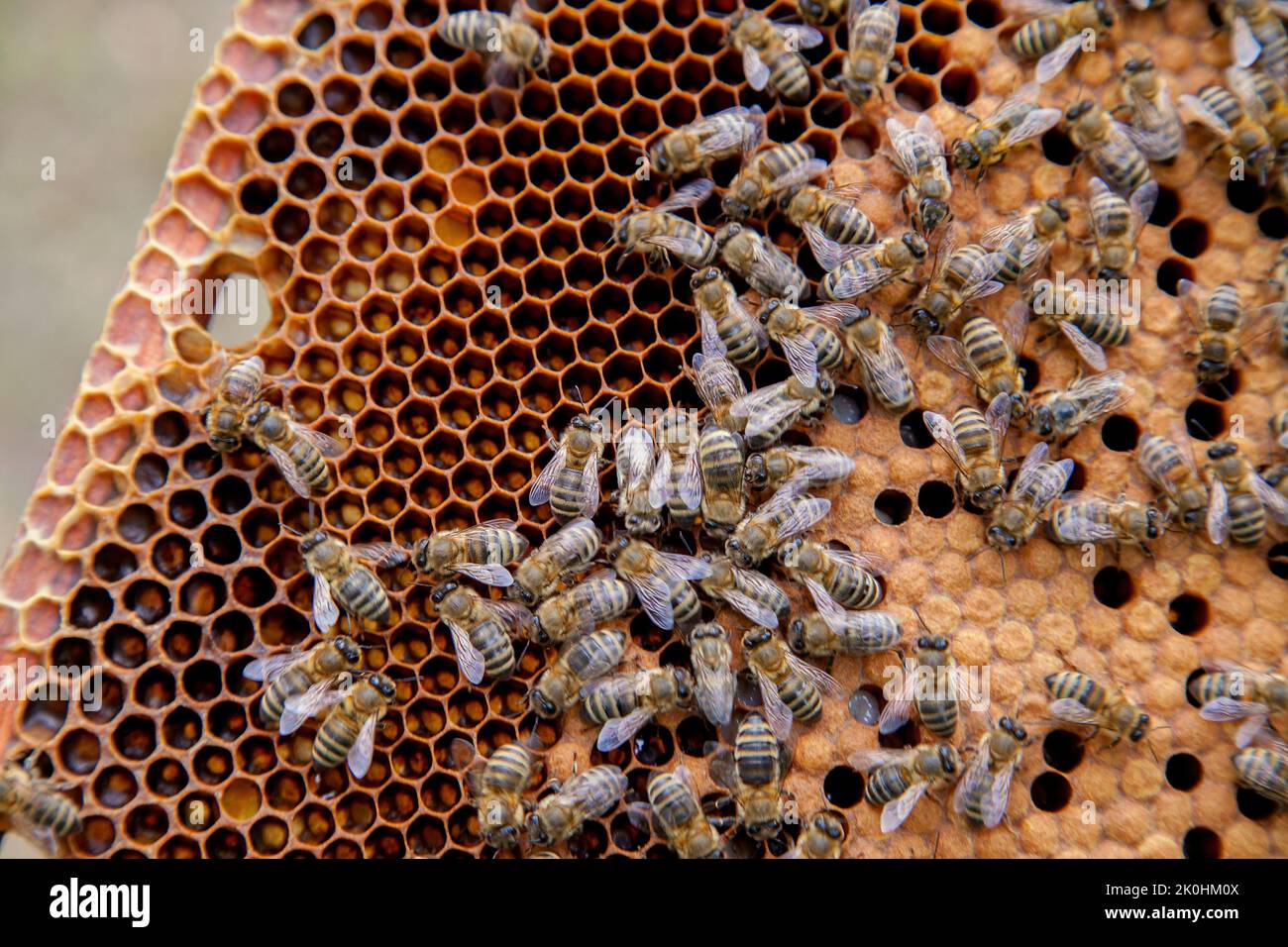 Frames of a beehive. Busy bees inside the hive with open and sealed ...