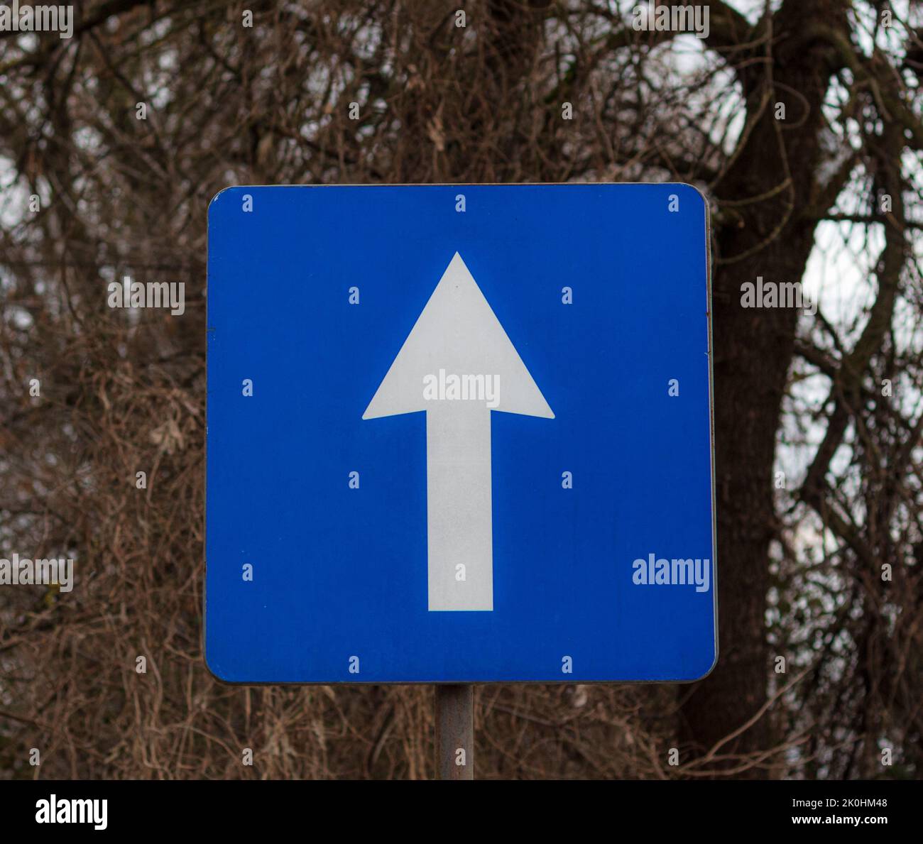A blue one way road sign Stock Photo - Alamy