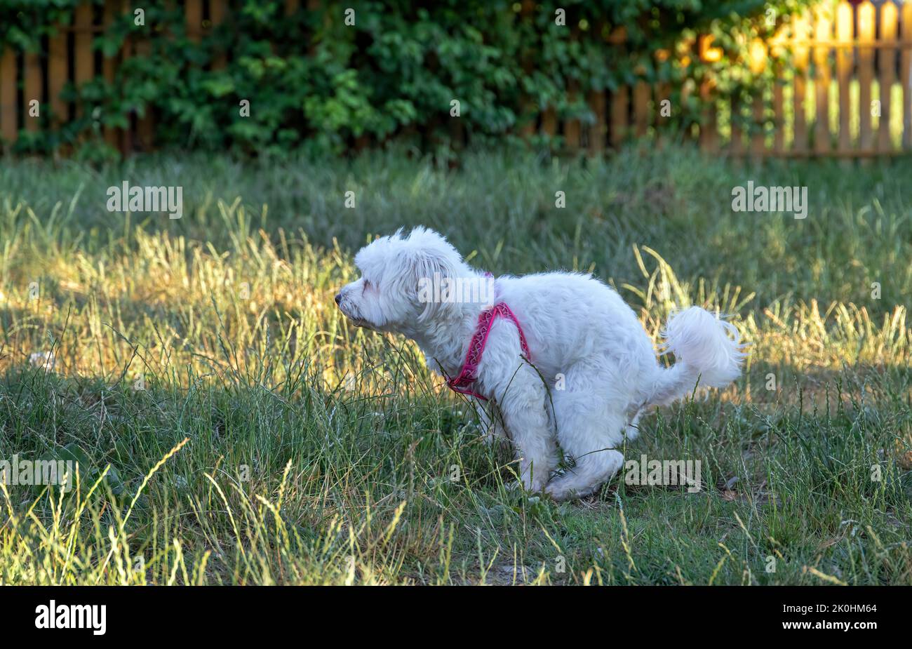 A maltese bichon dog defecating in the park, in the side position Stock ...
