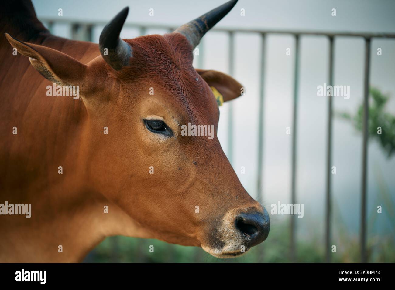 A closeup portrait of a beautiful brown cattle with blur background ...