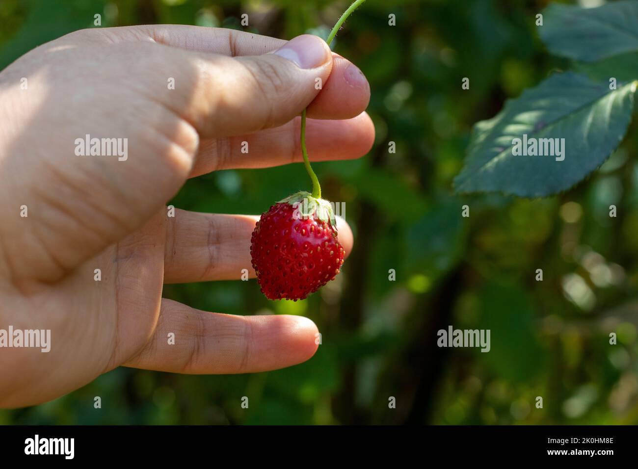 A healthy strawberry with bright green background Stock Photo - Alamy