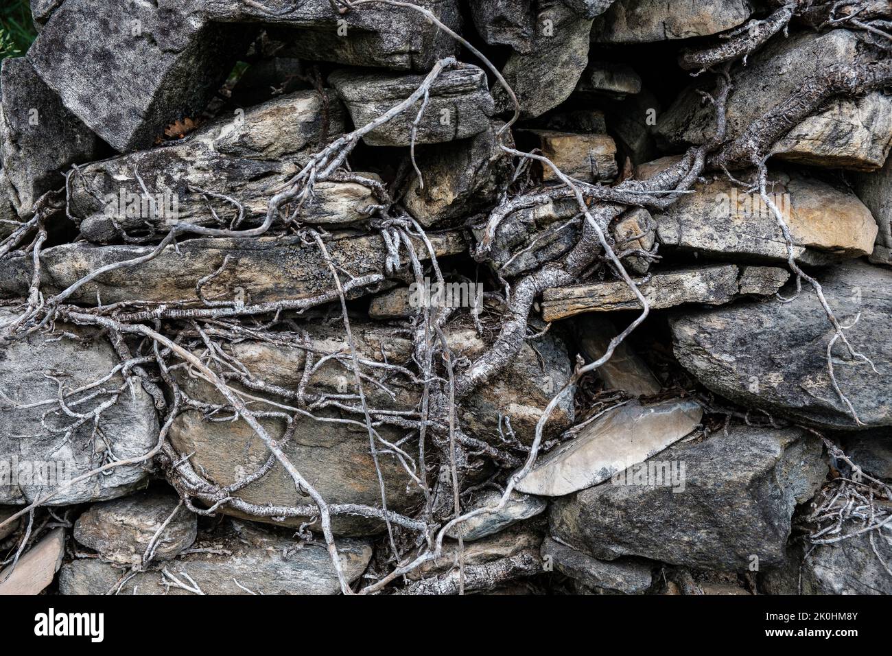 A natural mixture of rocks and roots Stock Photo - Alamy