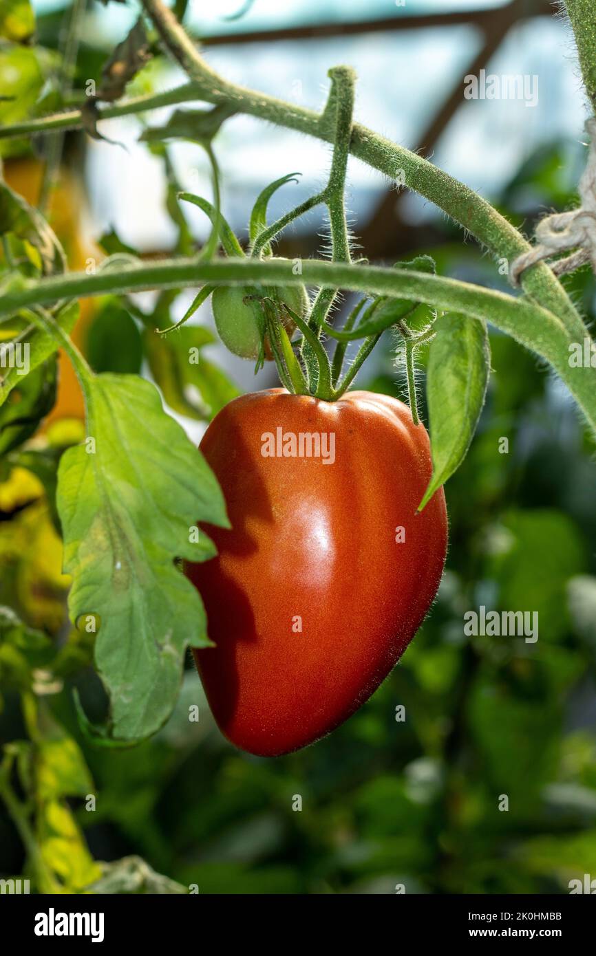 A vertical shot of a long tomato on the branch ready to turn red in the ...