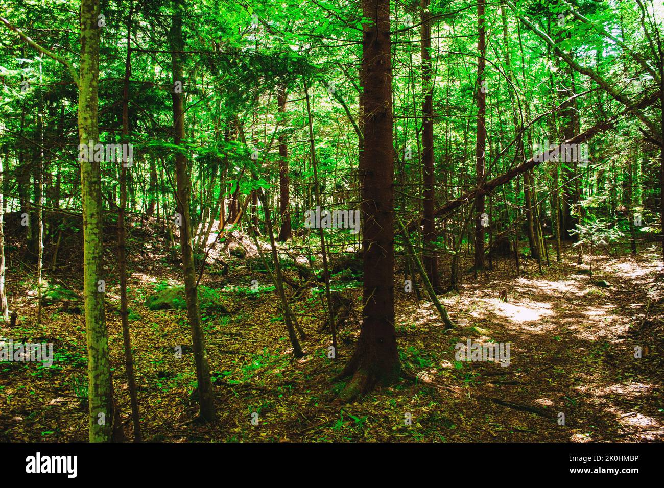 A beautiful light green forest background Stock Photo - Alamy