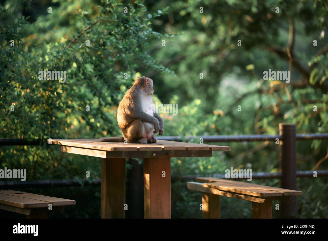 A rhesus macaque sitting on a picnic table in Shing Mun Reservoir, Hong ...